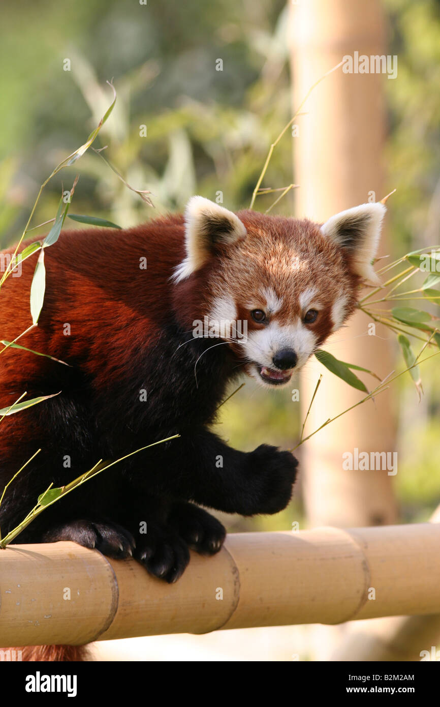 Red panda eating bamboo hi-res stock photography and images - Alamy