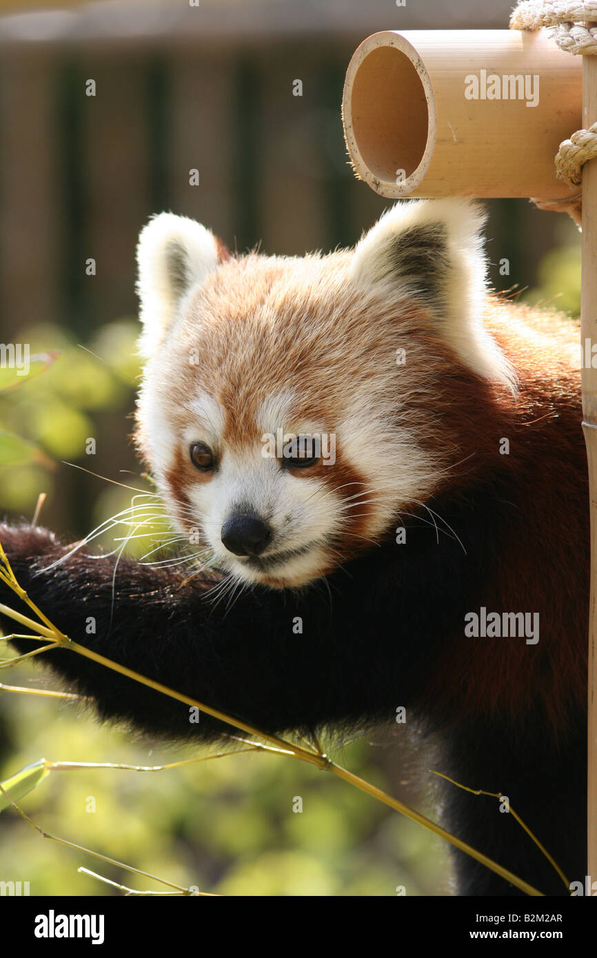 Red panda eating bamboo hi-res stock photography and images - Alamy