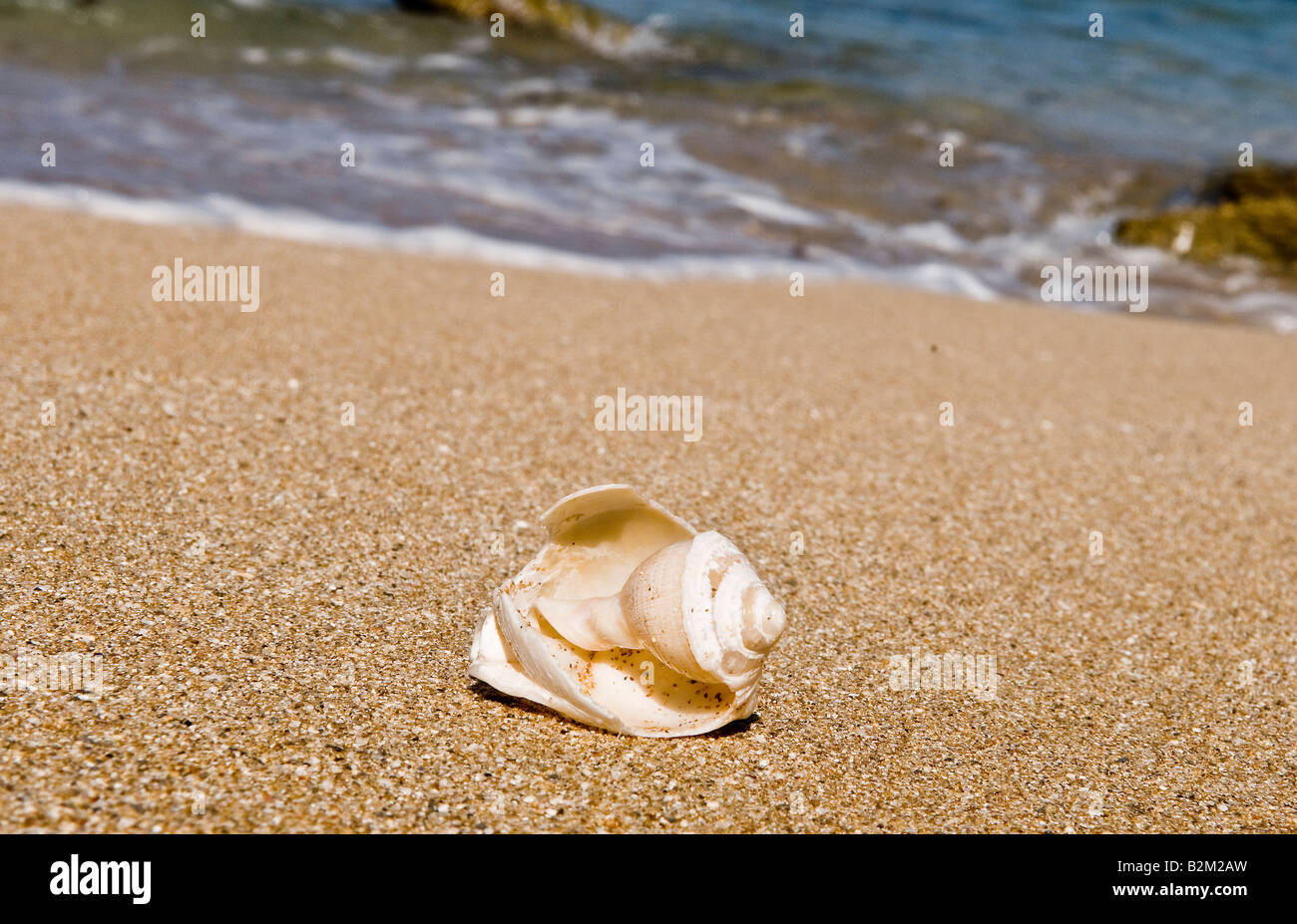 Broken snail shell hi-res stock photography and images - Alamy