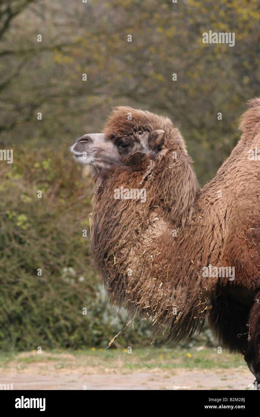 Camelus bactrianus bactrian camel Stock Photo - Alamy