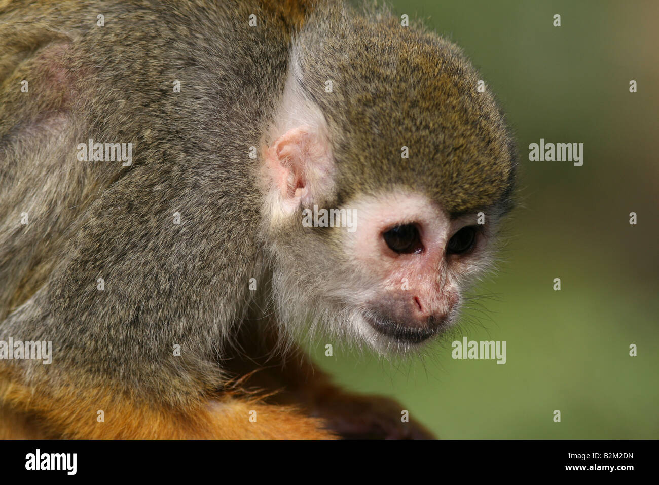 Simia sciureus squirrel monkey Stock Photo - Alamy