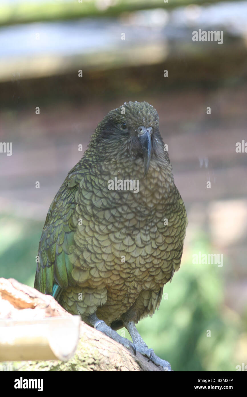 Kea beak hi-res stock photography and images - Alamy
