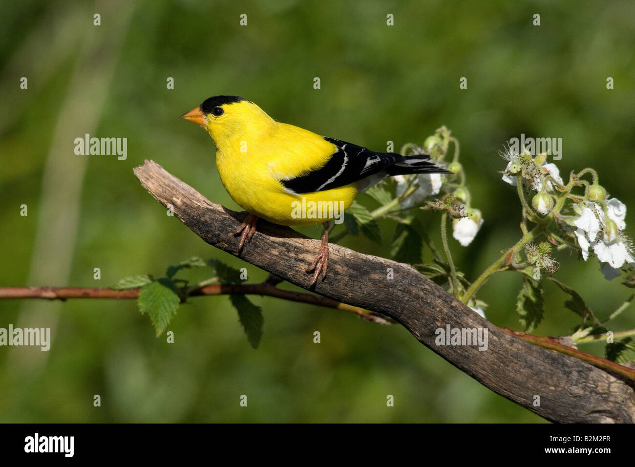 American goldfinch male Stock Photo - Alamy