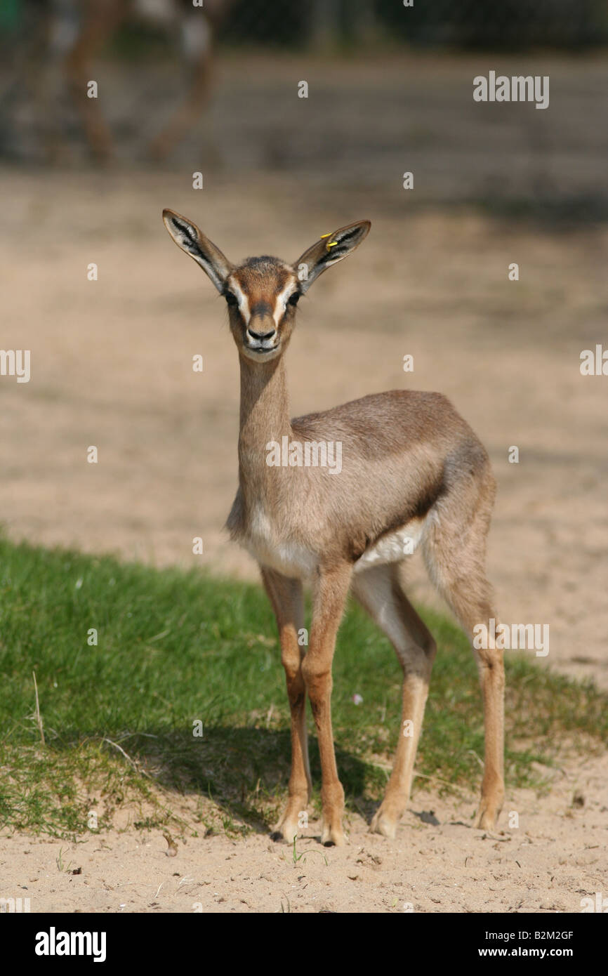 Gazella arabica hi-res stock photography and images - Alamy