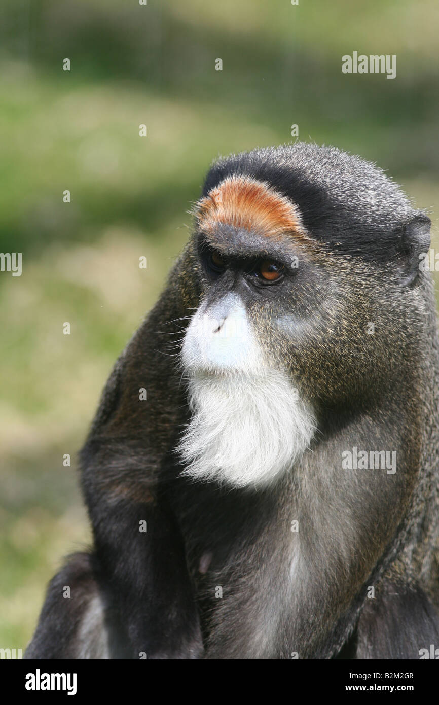 De brazza hi-res stock photography and images - Alamy