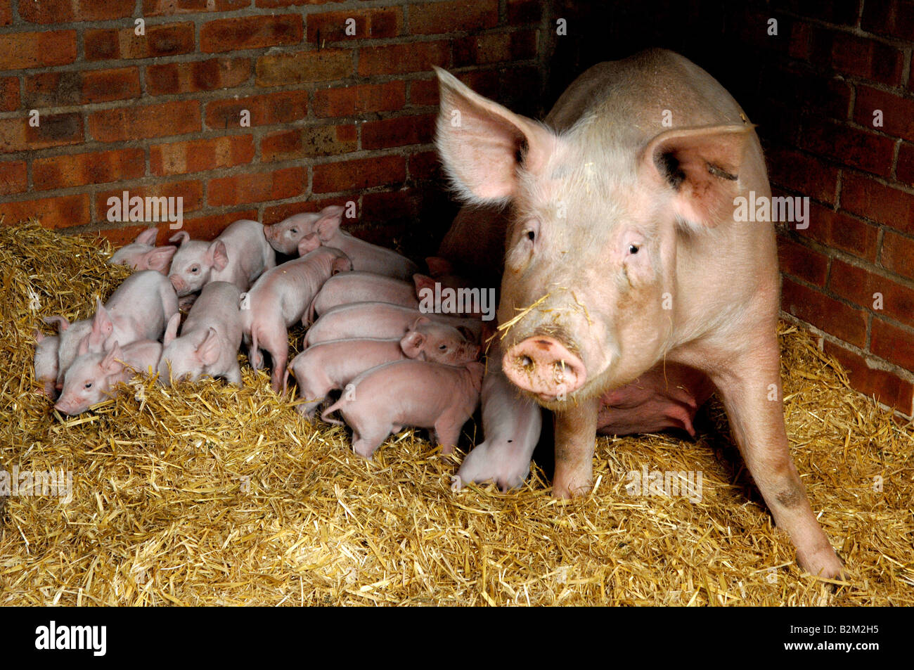 pig and piglets Stock Photo - Alamy