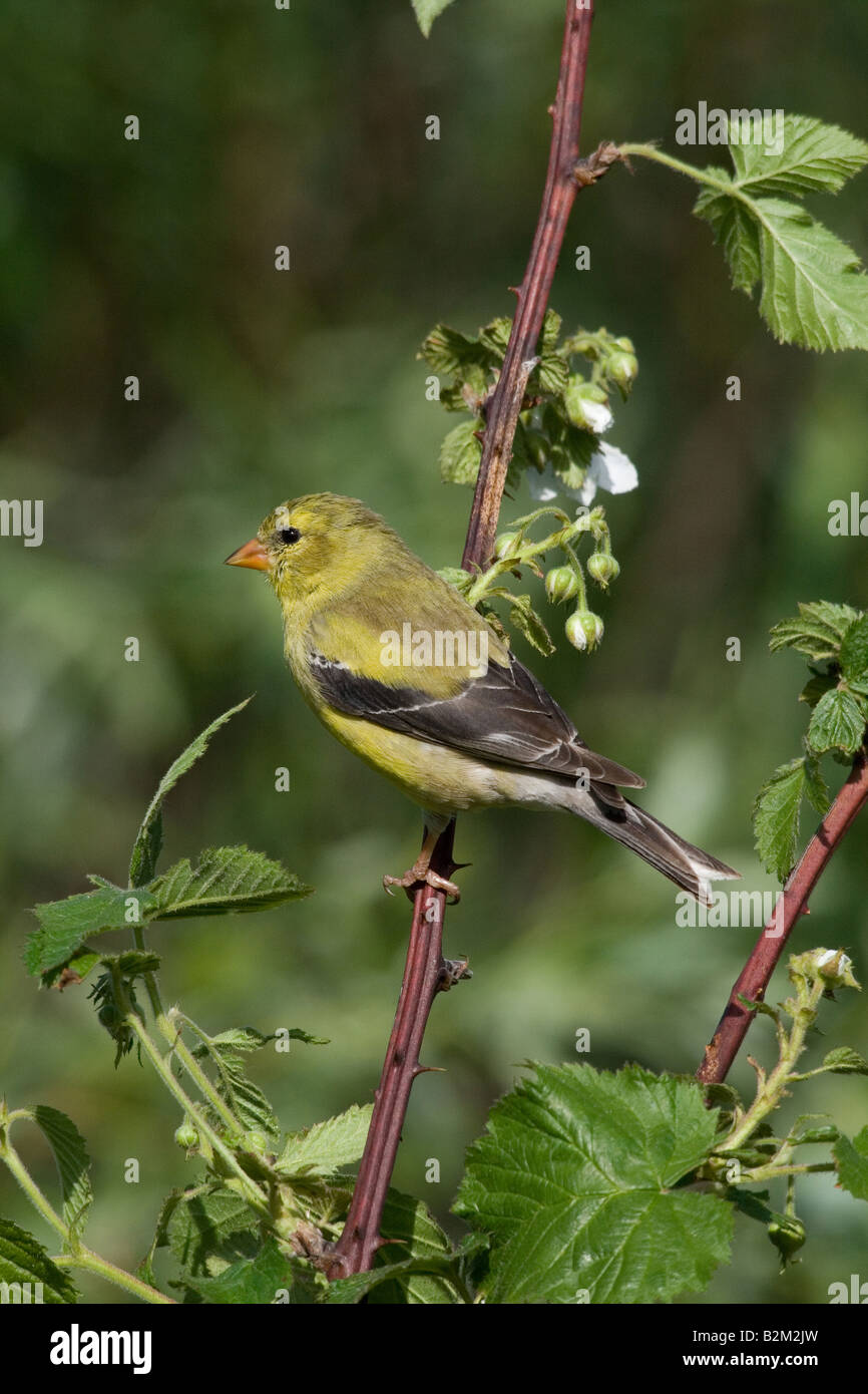 Female Goldfinch Stock Photos & Female Goldfinch Stock Images - Alamy