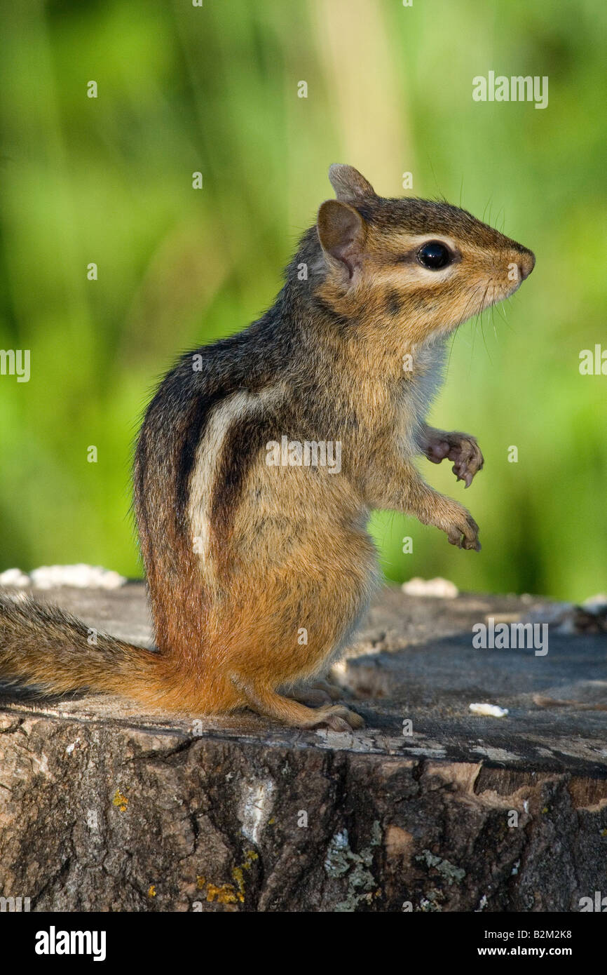 Chipmunk cheeks stuffed full hi-res stock photography and images - Alamy