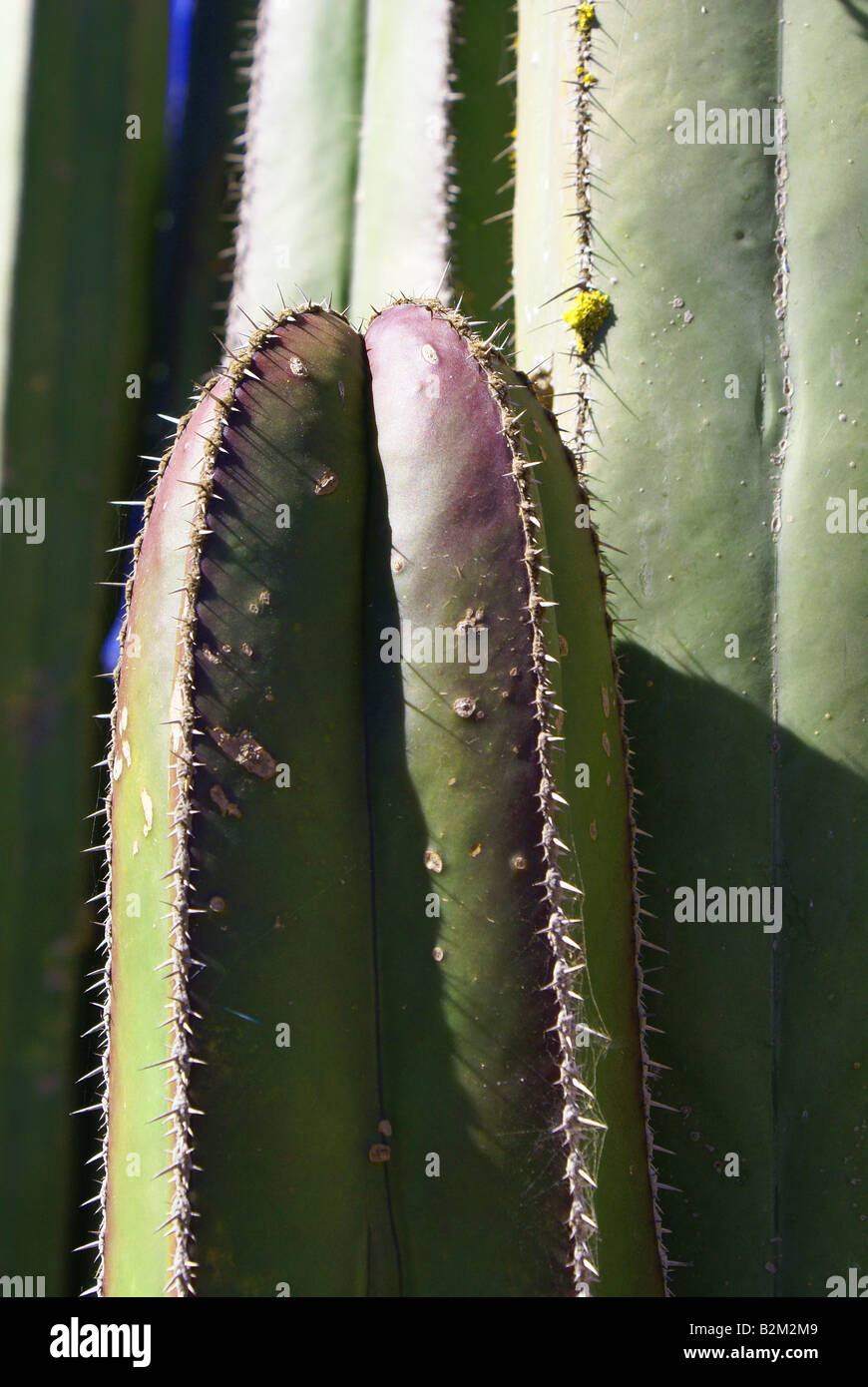 Cactus plants in Mexico Stock Photo - Alamy