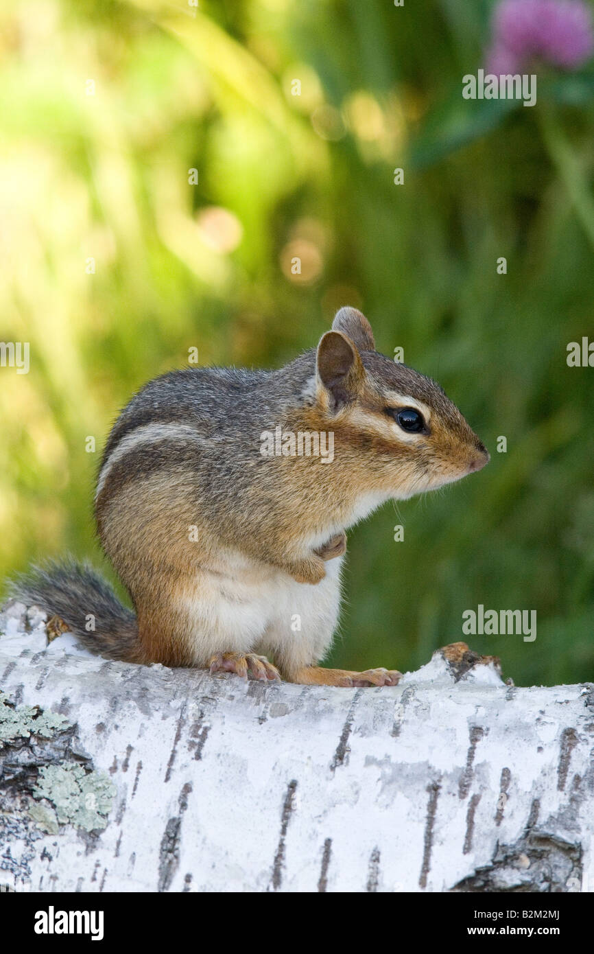Stuffed checks hi-res stock photography and images - Alamy