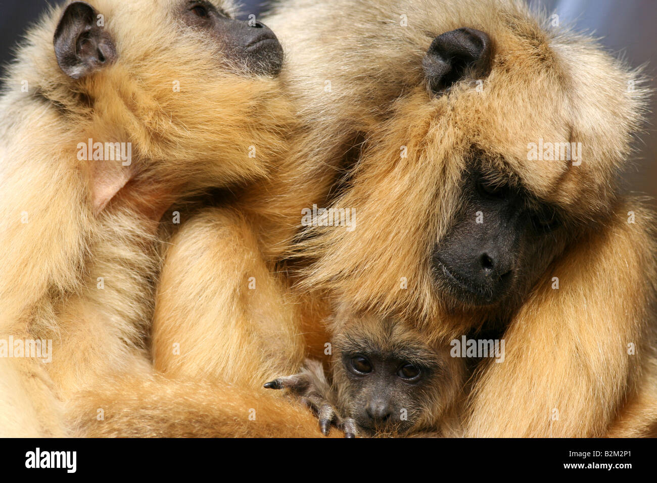 Black howler monkeys Alouatta caraya (females and youngsters Stock ...
