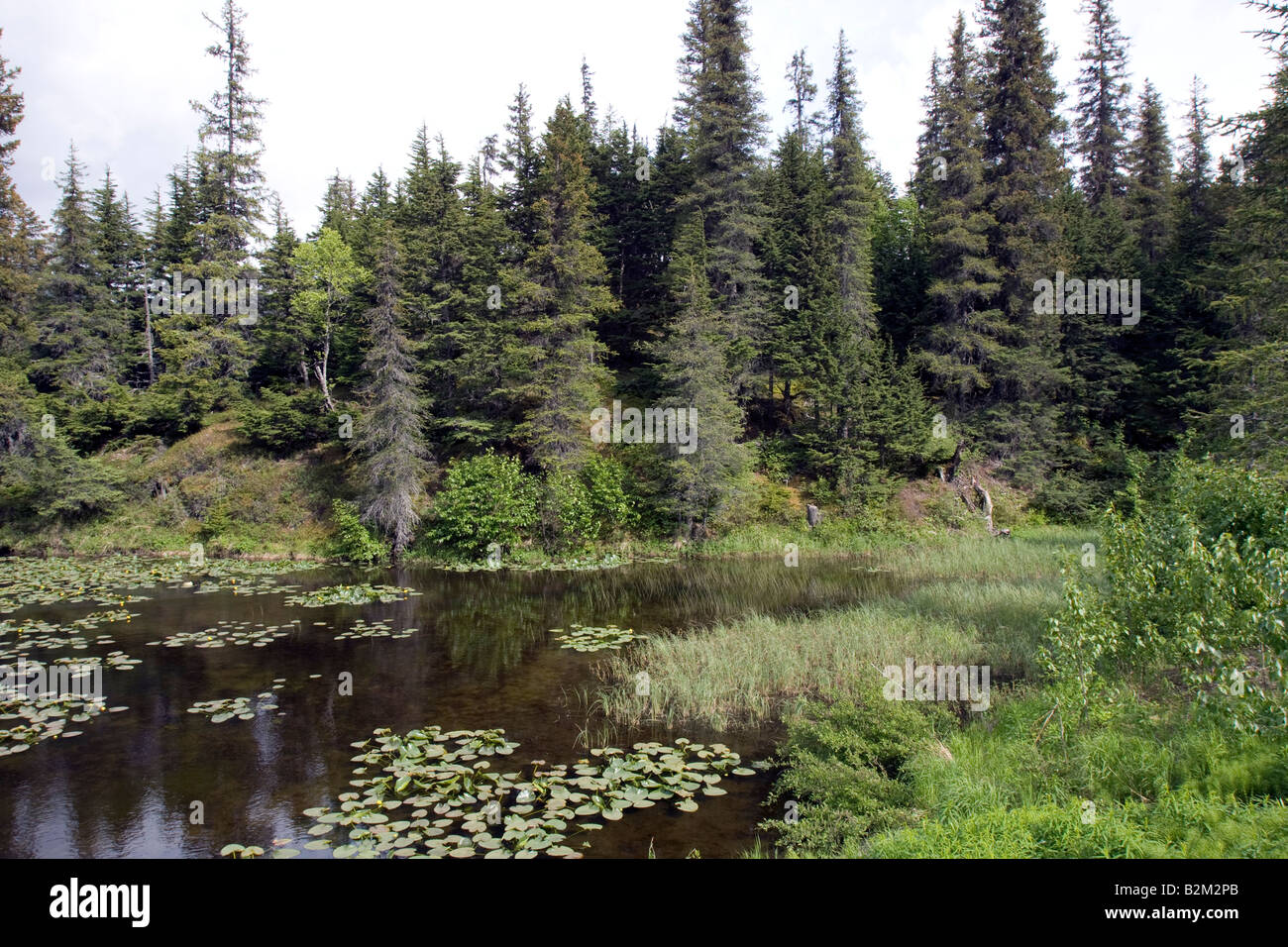 Pond surrounded by dense forrest in Kenai Fjords National Park, Alaska ...