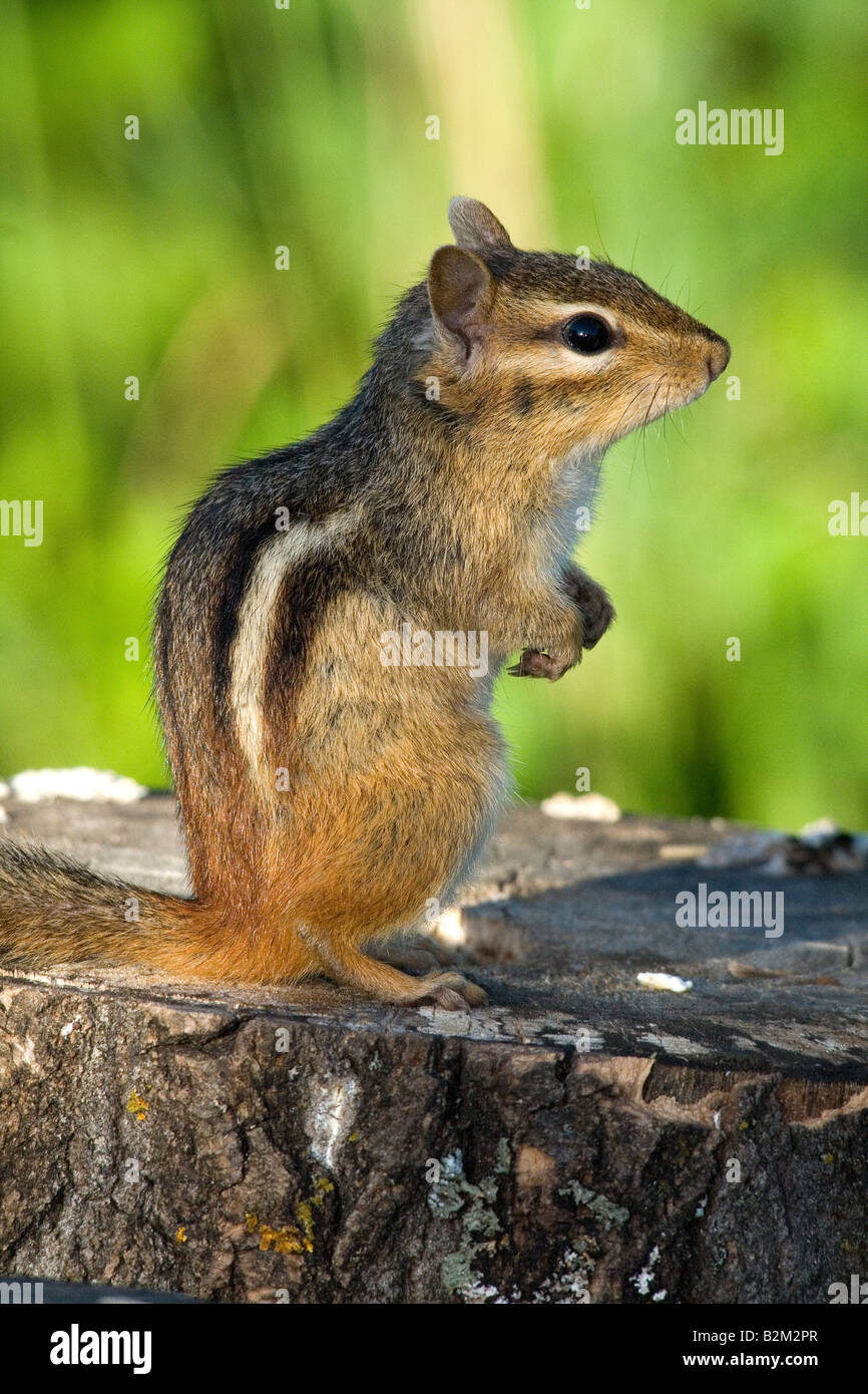 Chipmunk hi-res stock photography and images - Alamy