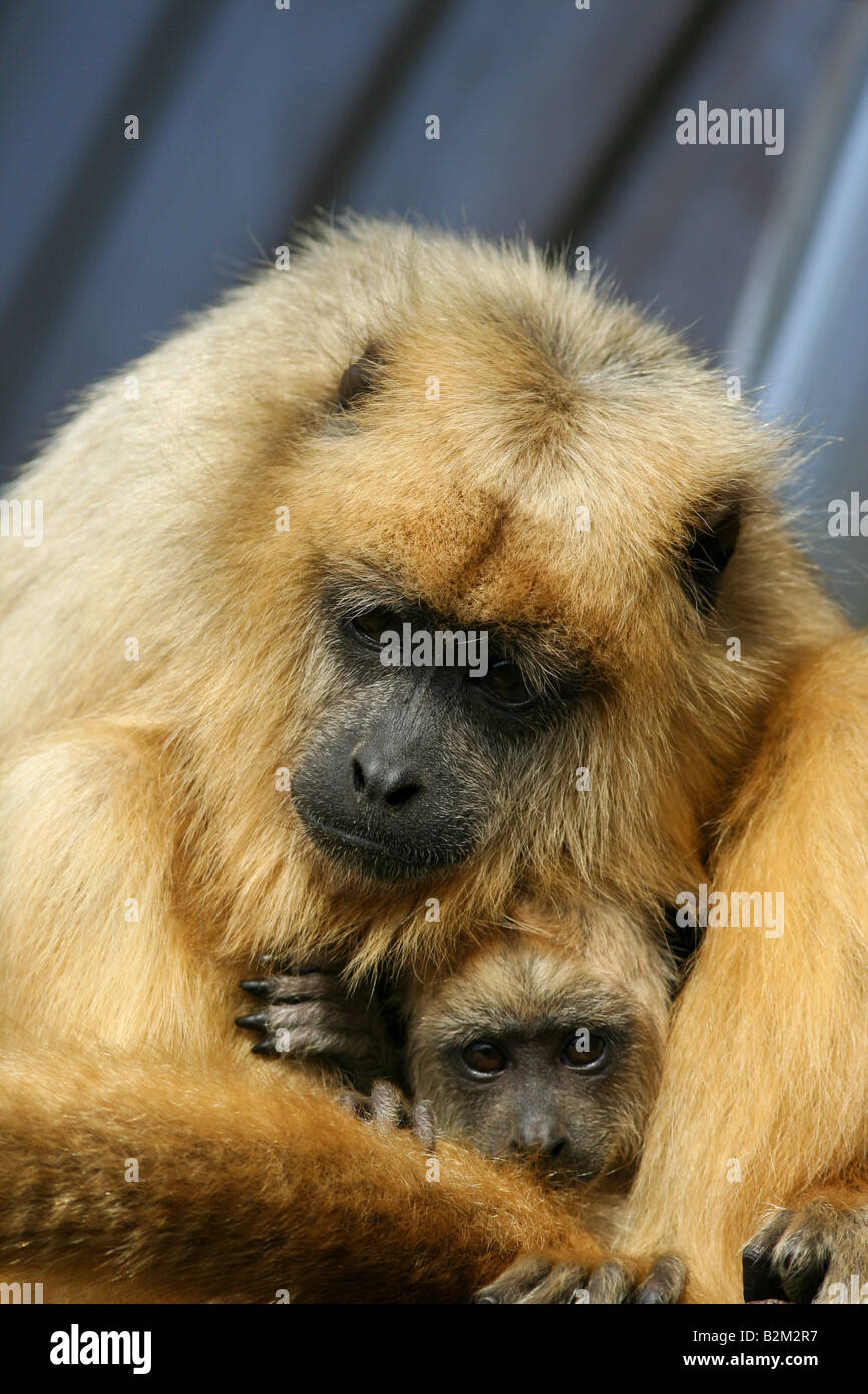 Family howler monkeys alouatta hi-res stock photography and images - Alamy