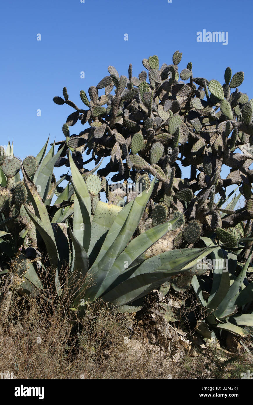 Cactus plants grow through out Mexico Stock Photo - Alamy