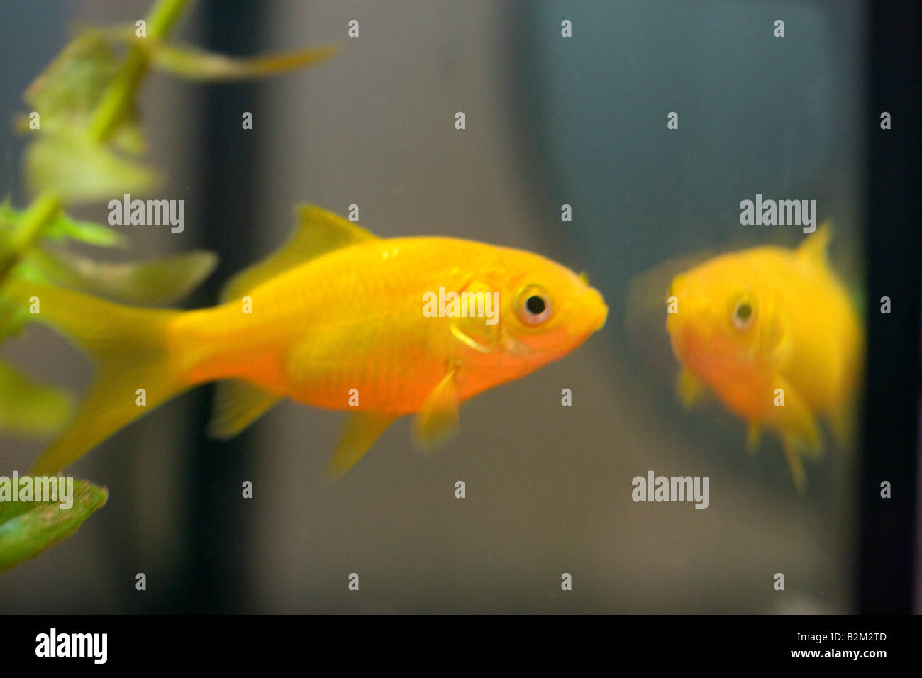 Aquarium with goldfish hi-res stock photography and images - Alamy