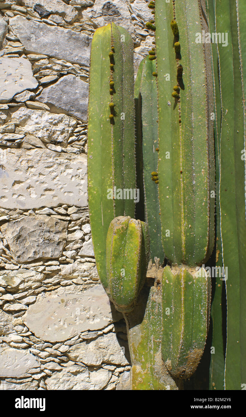 Cactus plants in Mexico Stock Photo - Alamy