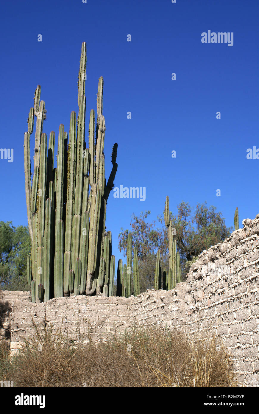 Cactus plants in Mexico Stock Photo - Alamy