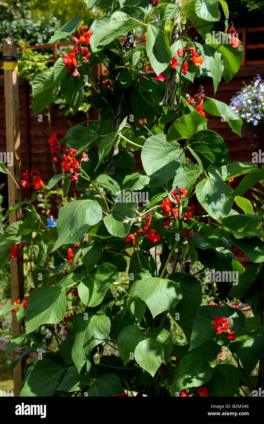 RUNNER BEAN FLOWERS IN SUMMER Stock Photo - Alamy