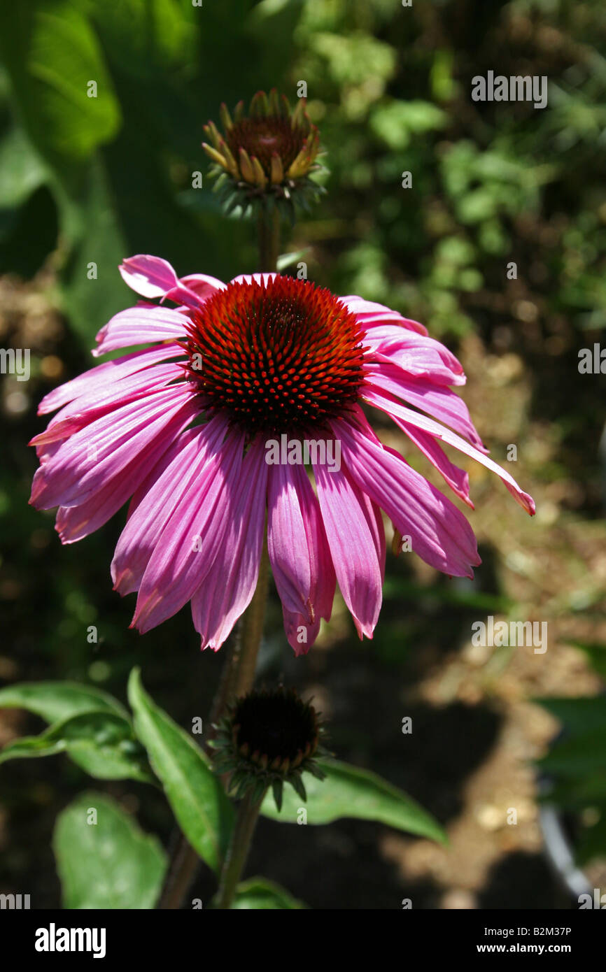 Close up of coneflower flowers or echinacea in the garden hi-res stock ...