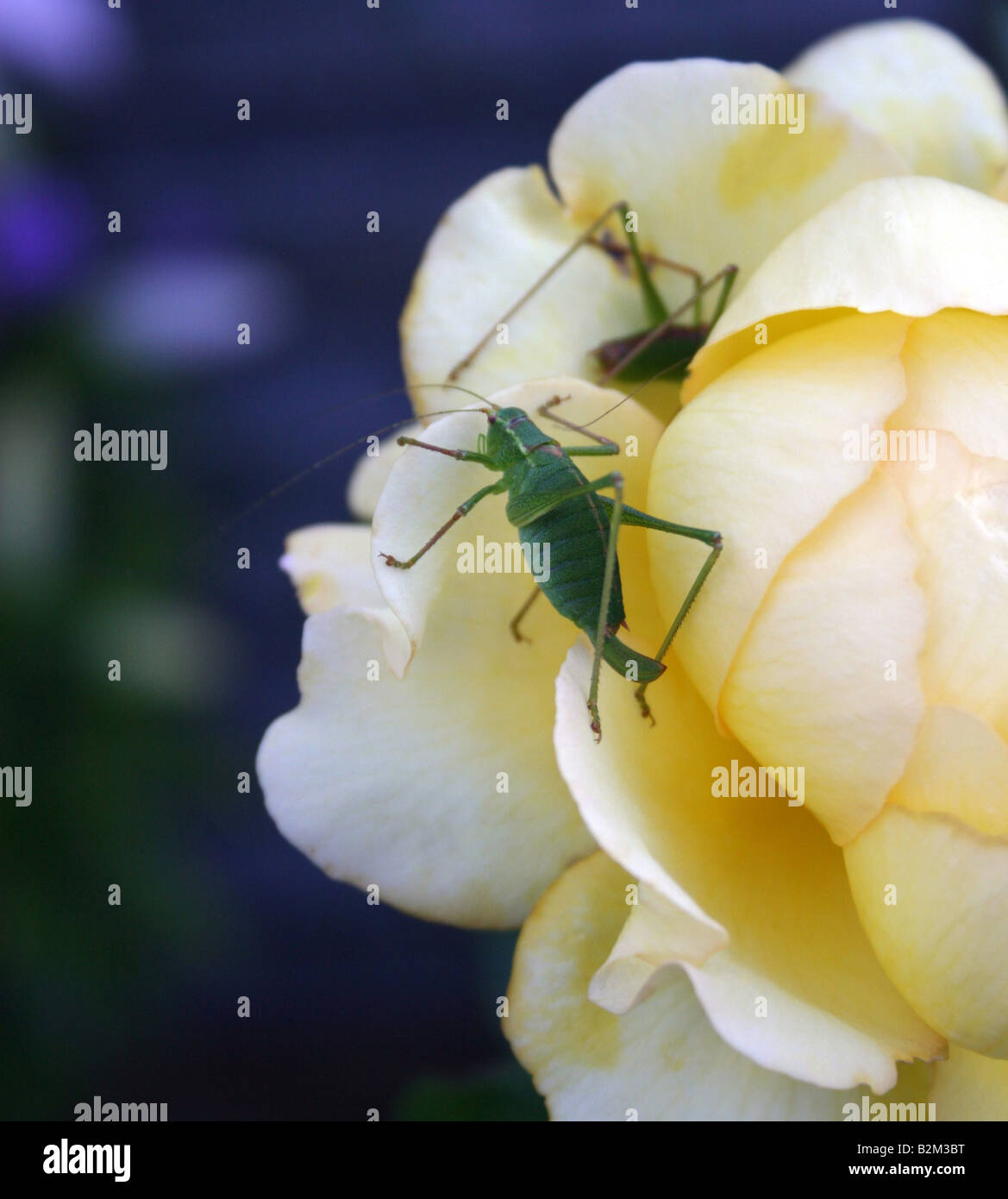 Grasshoppers up close hi-res stock photography and images - Alamy