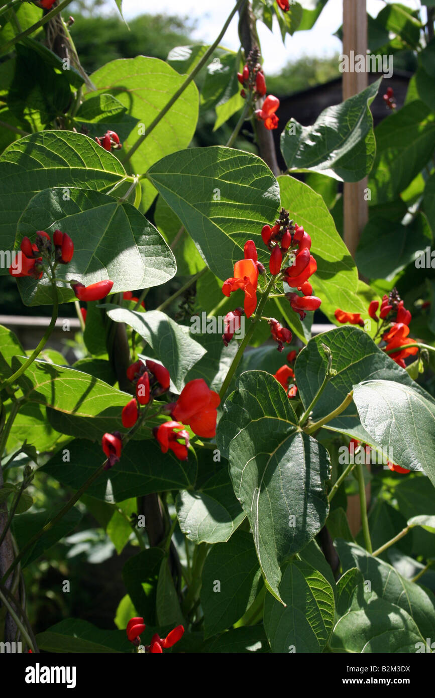 RUNNER BEAN FLOWERS IN SUMMER Stock Photo - Alamy
