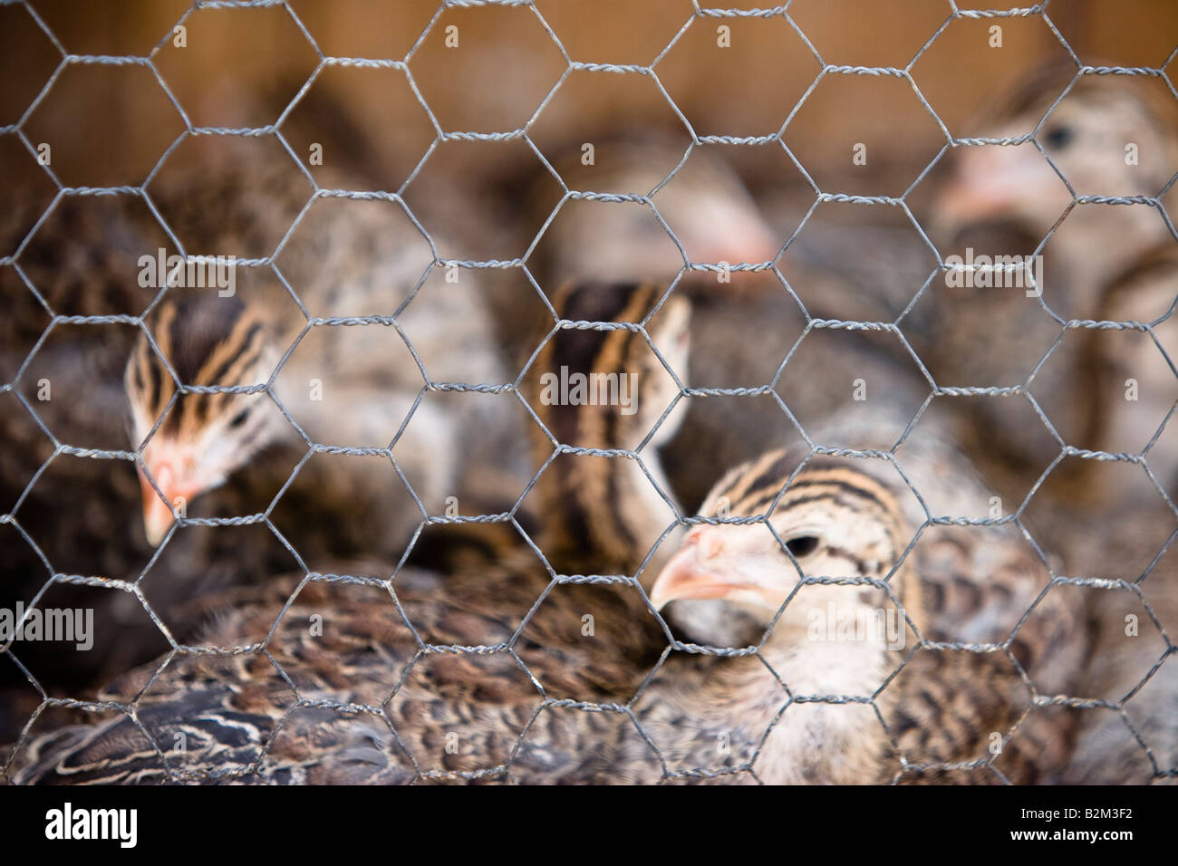 Chicken hutch hi-res stock photography and images - Alamy