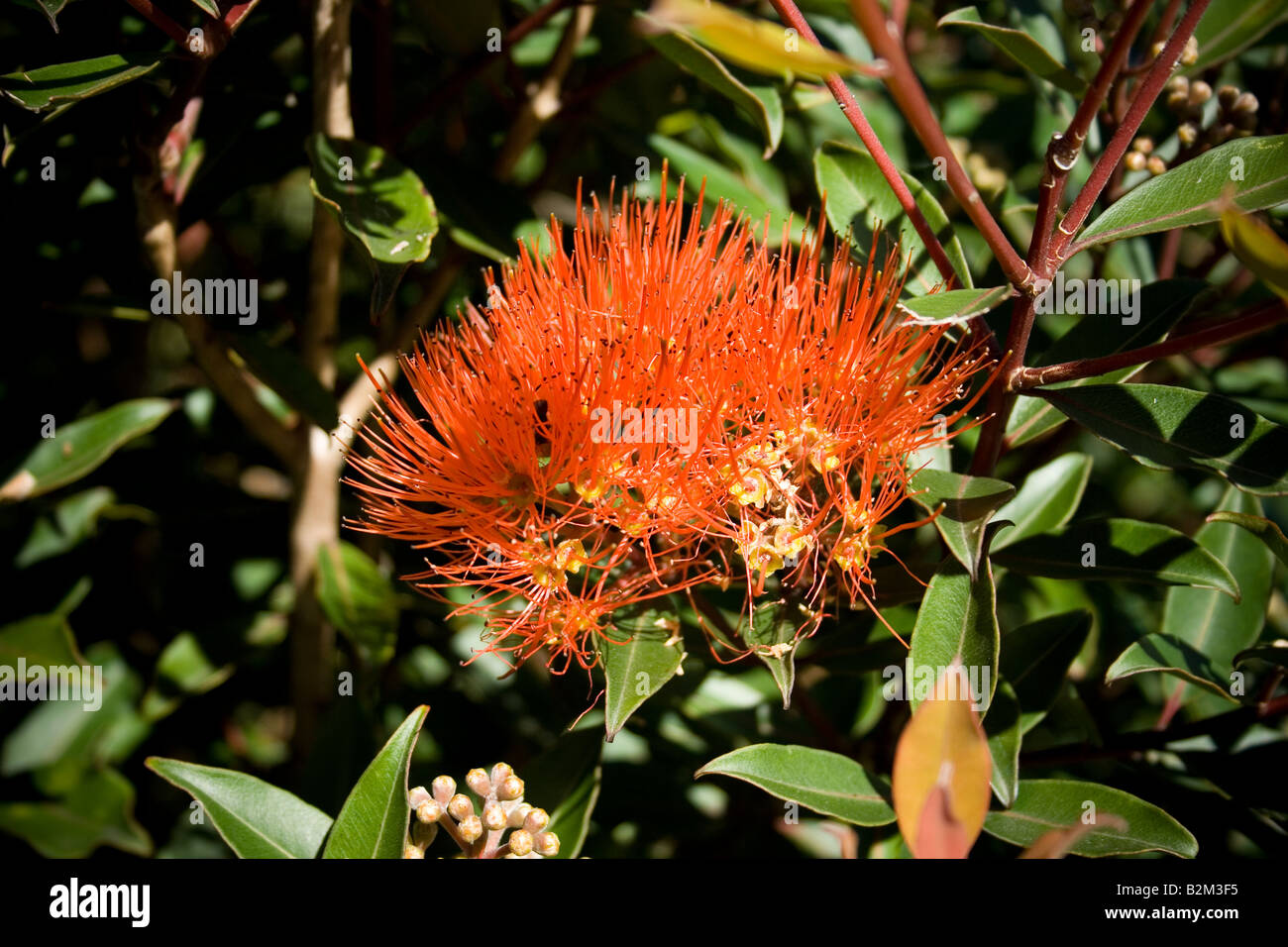 Australian Native Flowering Bush Stock Photo - Alamy