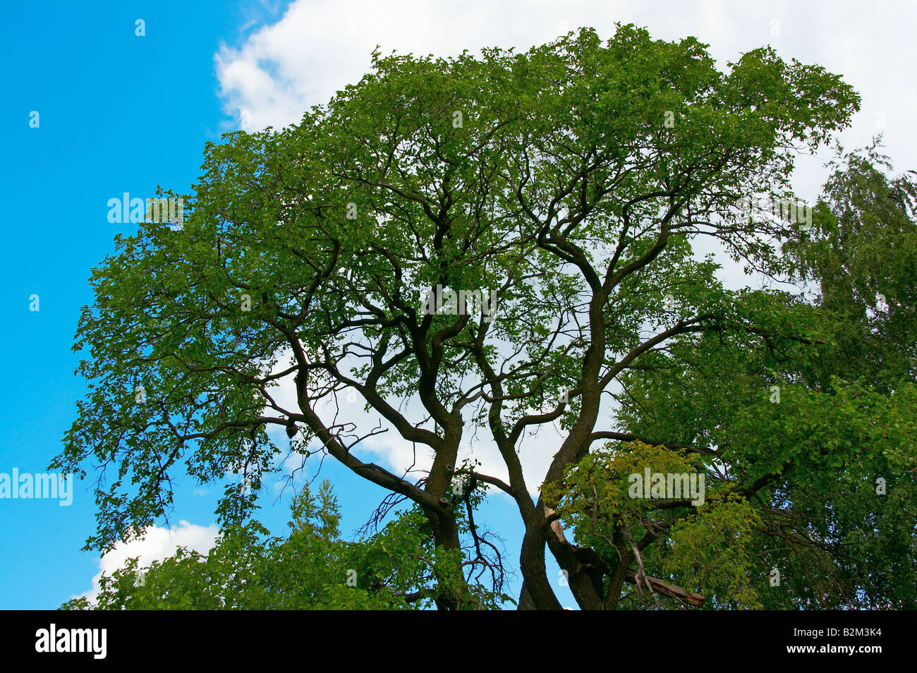 Tree for all seasons hi-res stock photography and images - Alamy