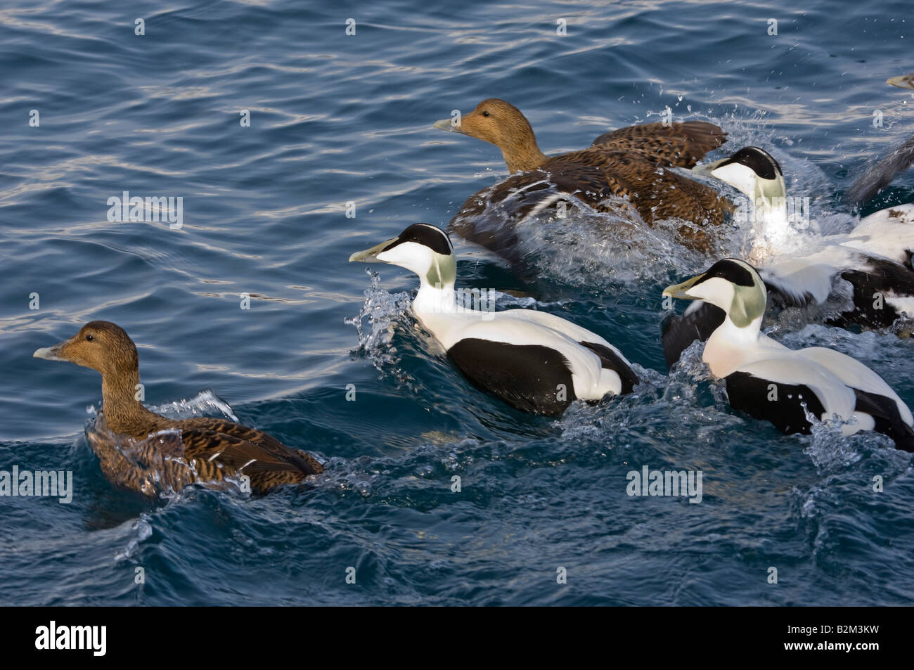 Common Eider Somateria mollissima group of mature birds Stock Photo - Alamy