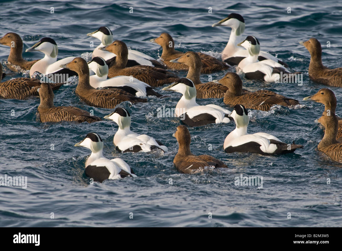 Common Eider Somateria mollissima group of mature birds Stock Photo - Alamy