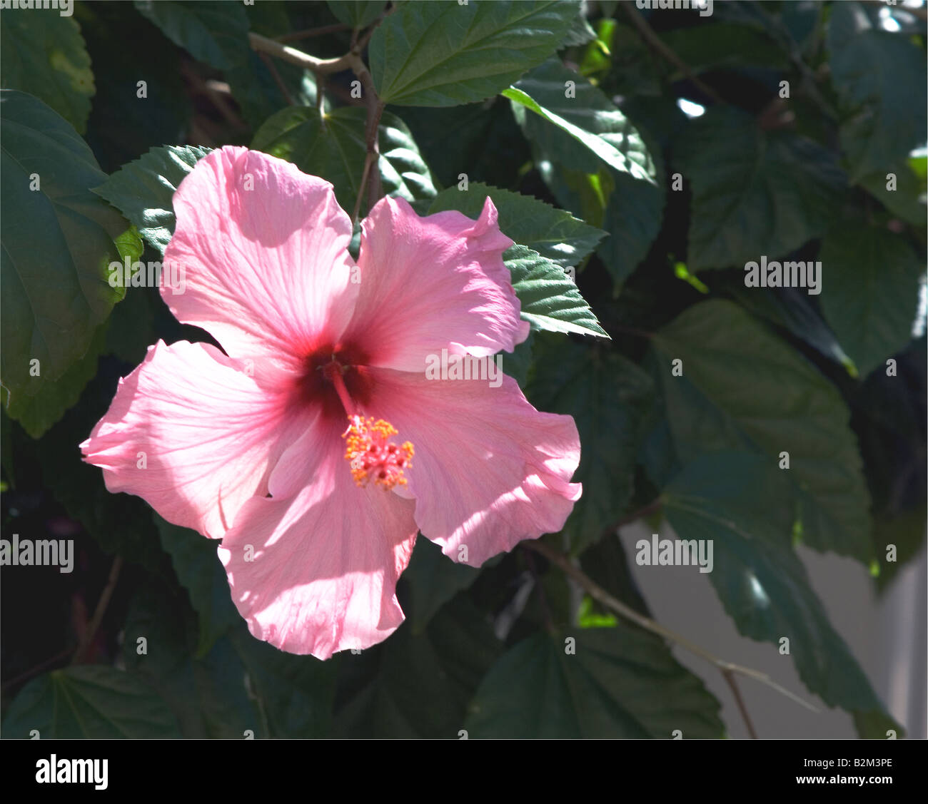 ES Alacante Hibiscus flower Stock Photo - Alamy