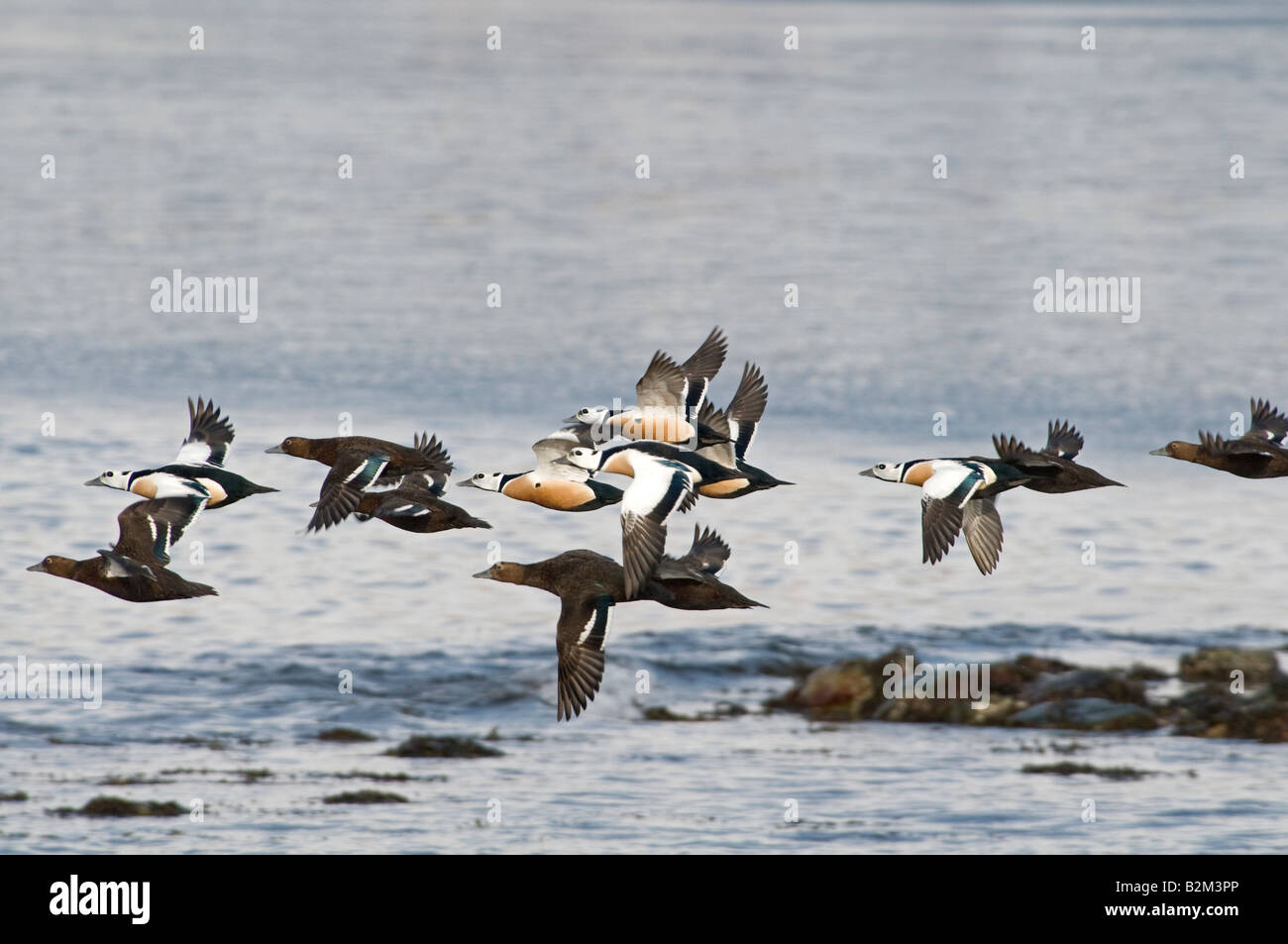 Steller s Eider Polysticta stelleri males and females in flight Stock ...