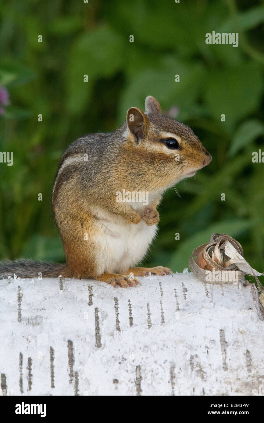 Chipmunk full cheeks hi-res stock photography and images - Alamy