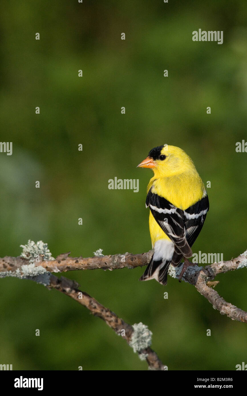 American goldfinch male Stock Photo - Alamy