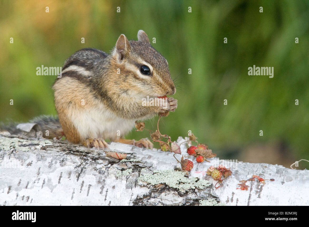 Chipmunk full cheeks hi-res stock photography and images - Alamy