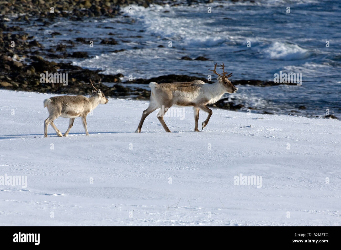 Reindeer in snow by the sea Stock Photo - Alamy