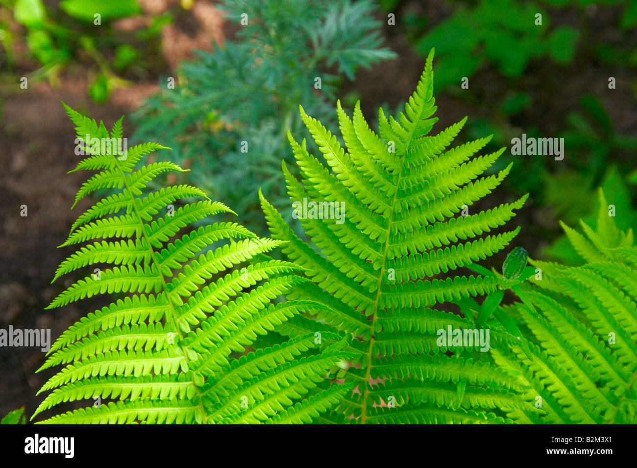 Rain forest animals scene hi-res stock photography and images - Alamy