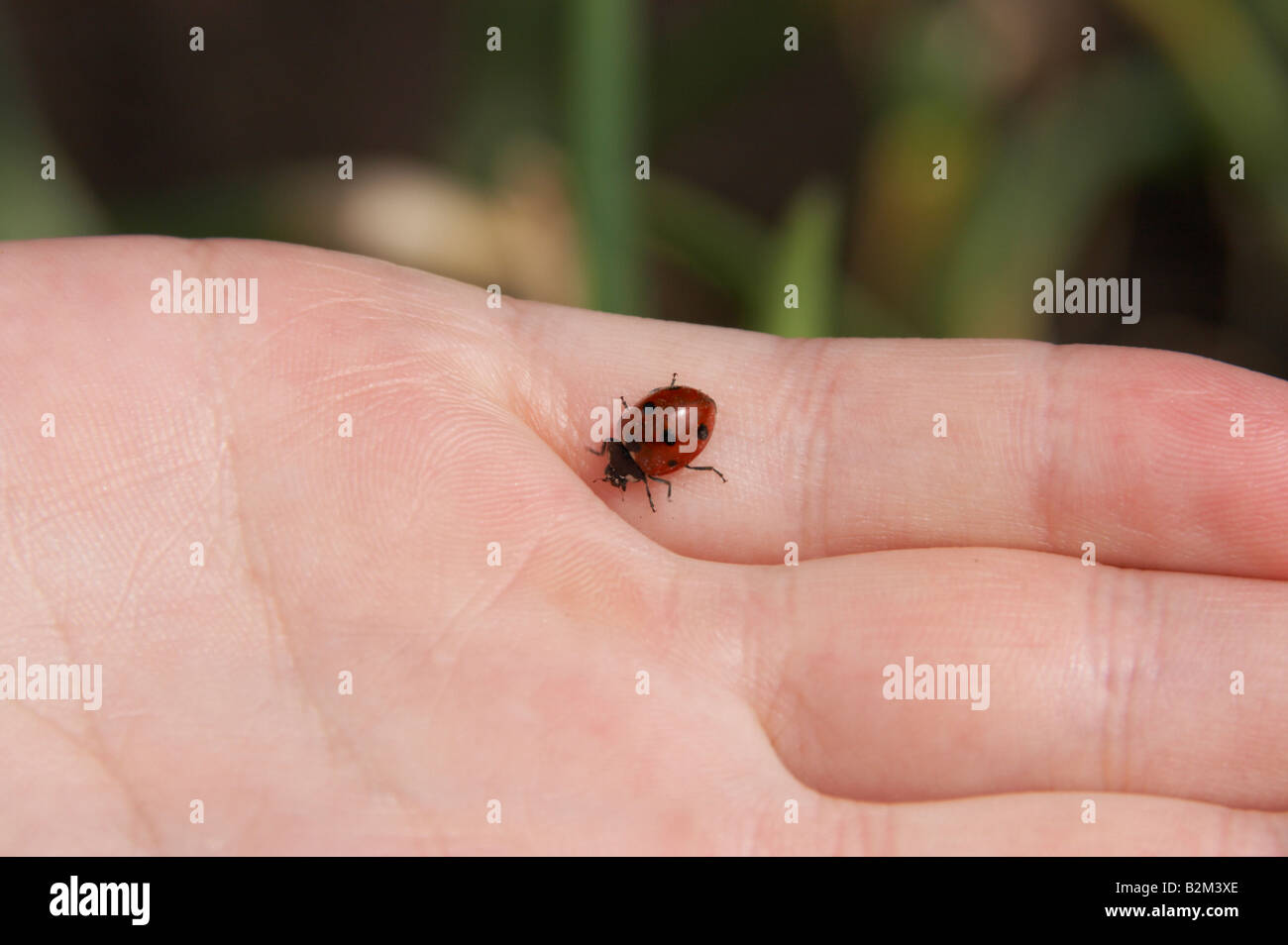 Ladybird close up face hi-res stock photography and images - Alamy