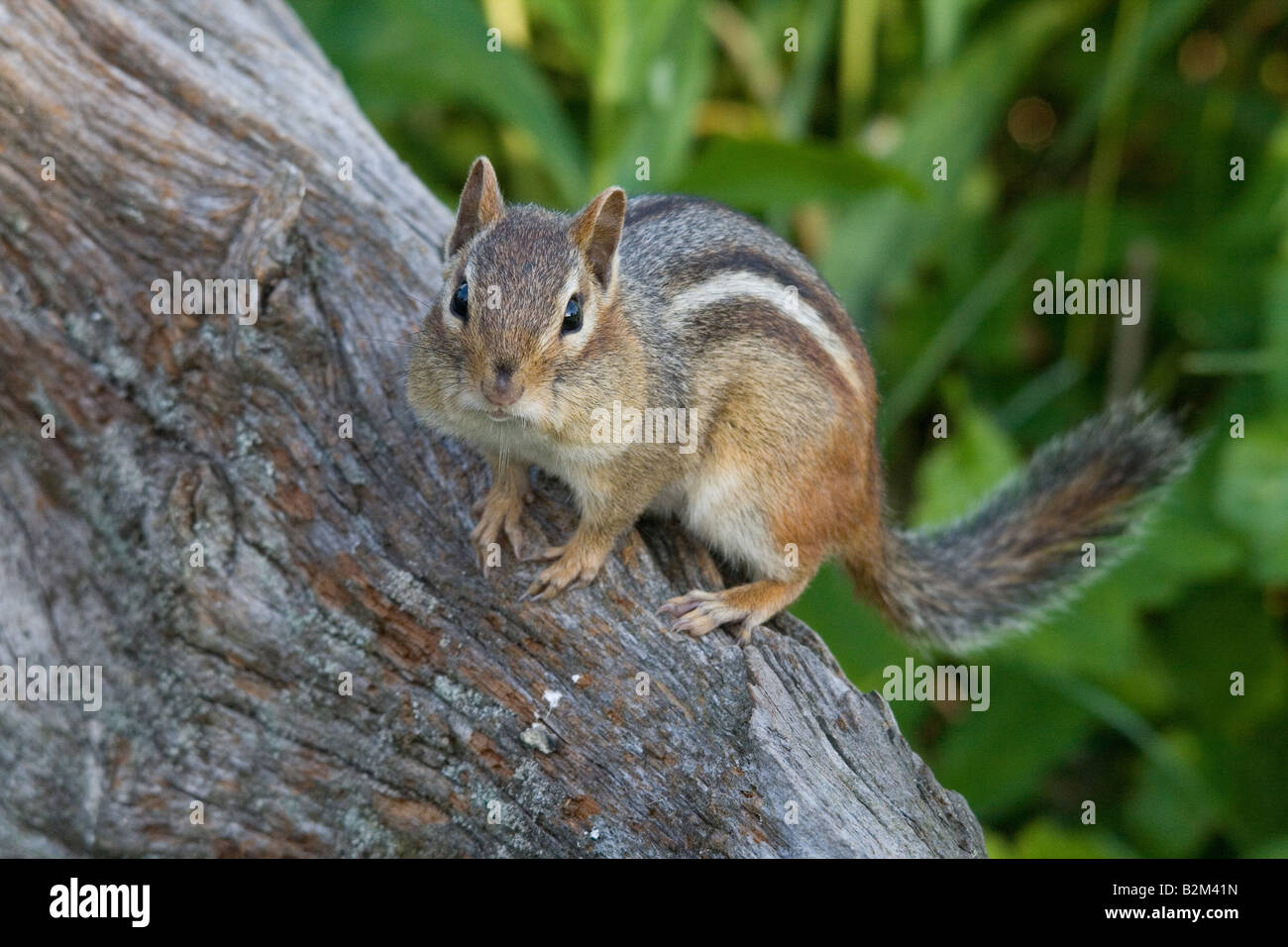Chipmunk hi-res stock photography and images - Alamy