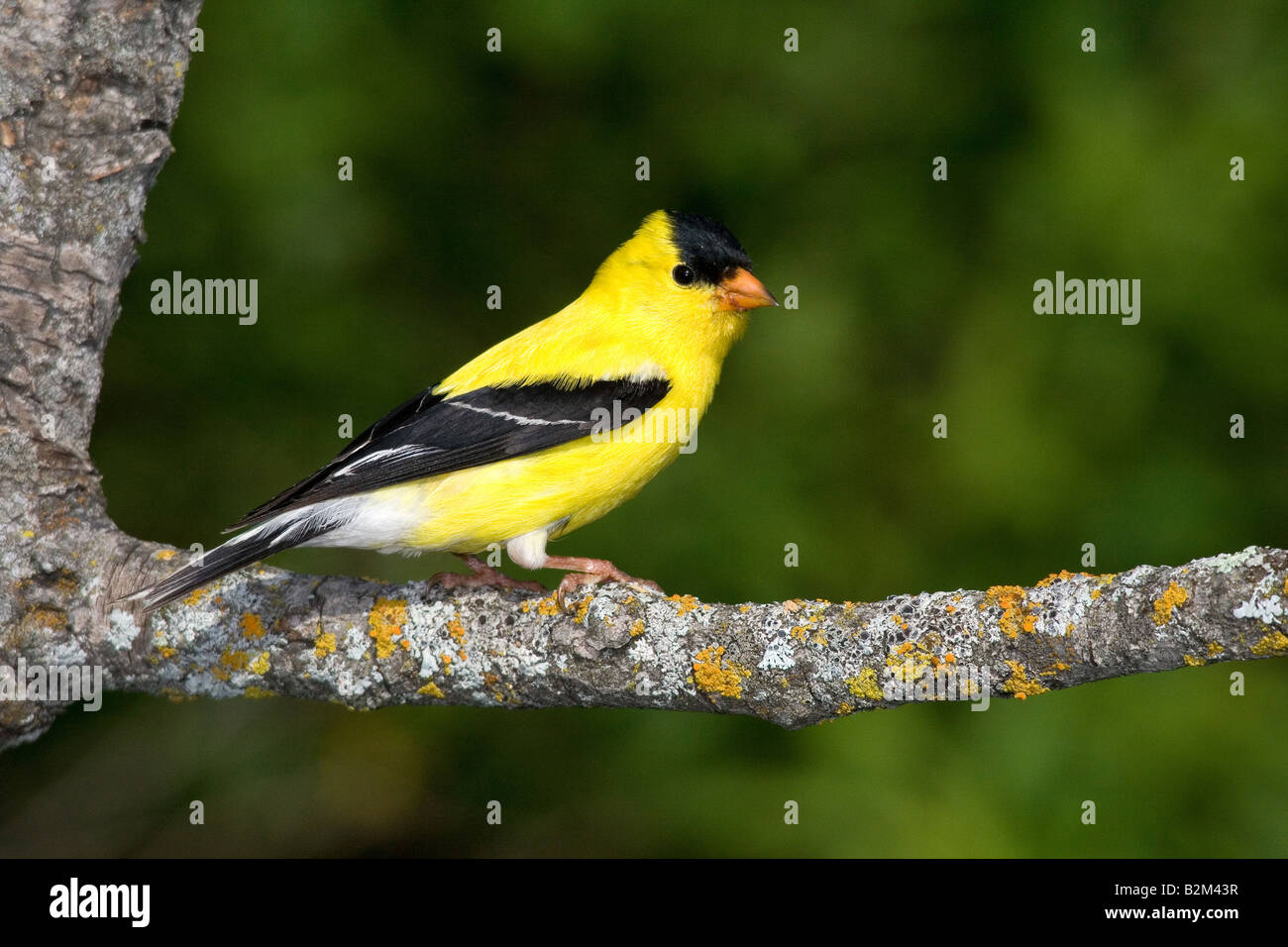 American goldfinch male Stock Photo - Alamy