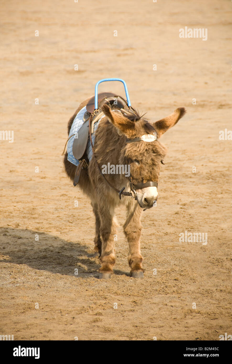 Donkey on scarborough beach hi-res stock photography and images - Alamy