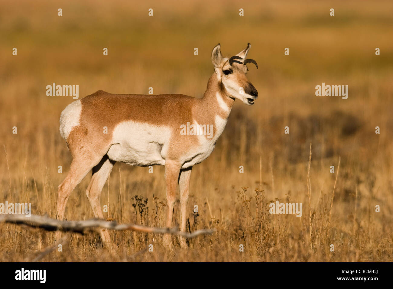 Pronghorn Antelope (Antilocapra americana) buck with drooping horns ...