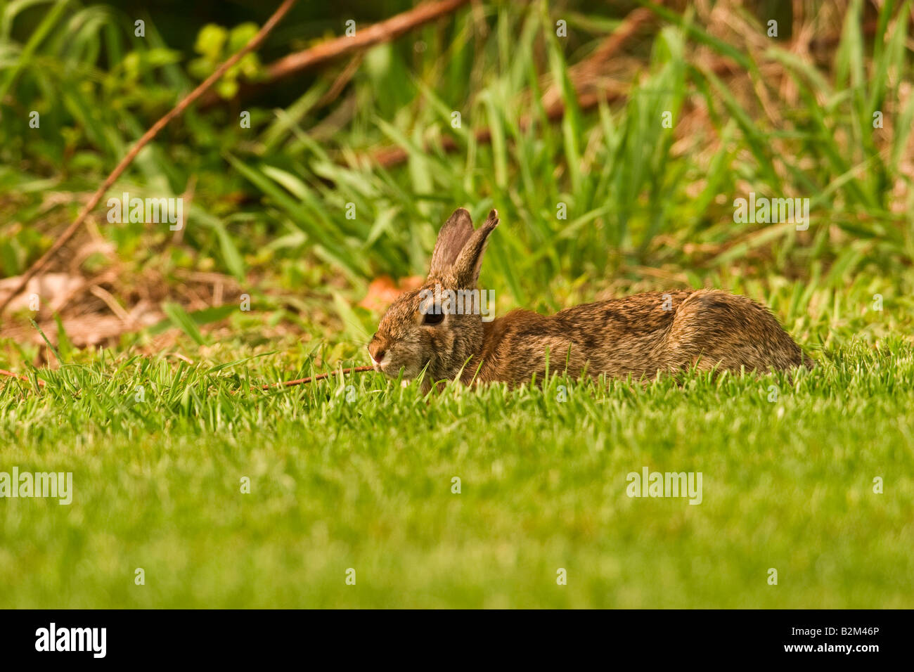 Eastern Cottontail Rabbit (Sylvilagus floridanus Stock Photo - Alamy