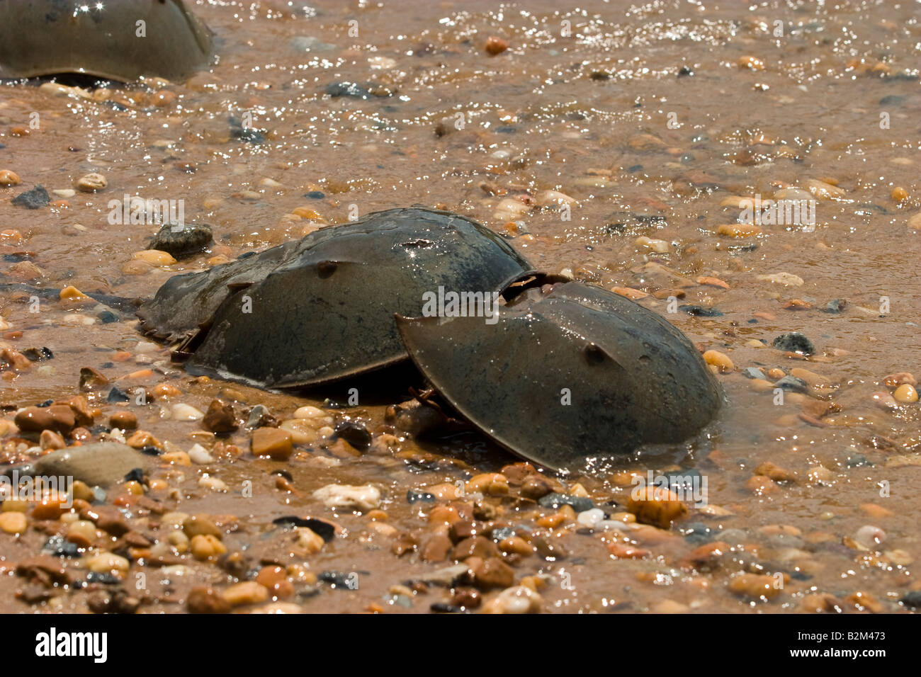 Horseshoe crabs mating Stock Photo - Alamy