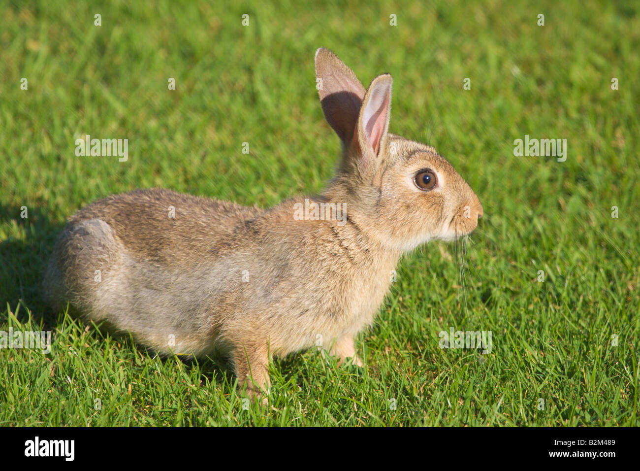 Wild Rabbit Oryctolagus cuniculus in a startled pose Stock Photo - Alamy