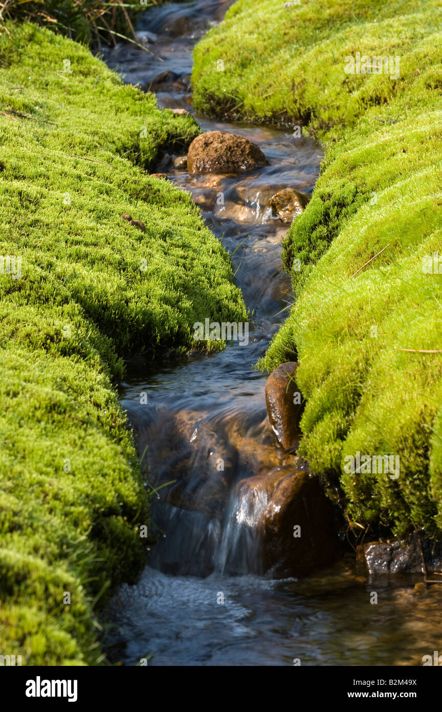 Glistening moss hi-res stock photography and images - Alamy