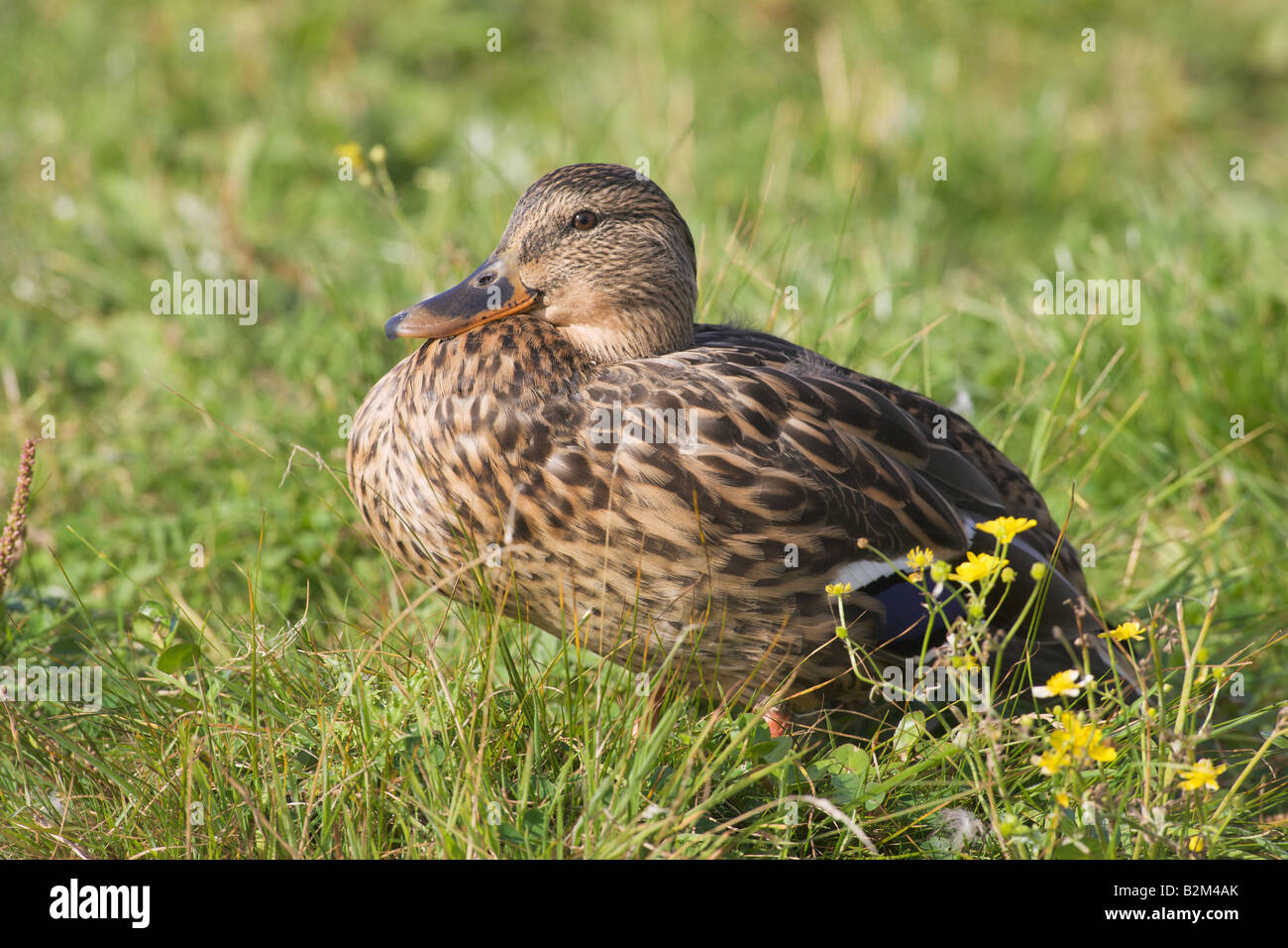 Mallard duck female standing hi-res stock photography and images - Alamy