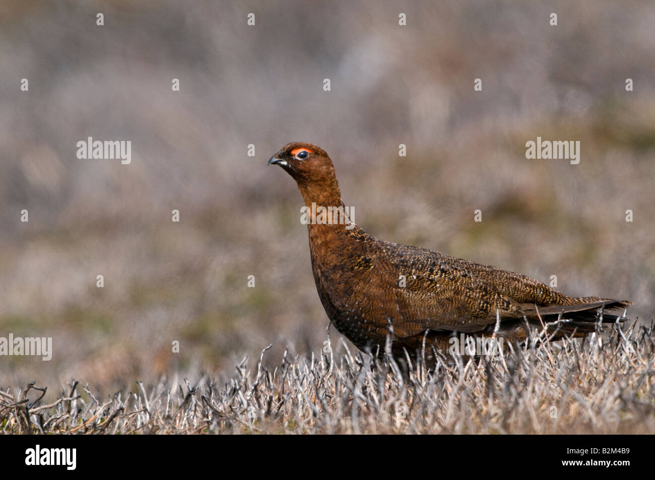 Red Grouse Lagopus lagopus scoticus spring male Stock Photo - Alamy