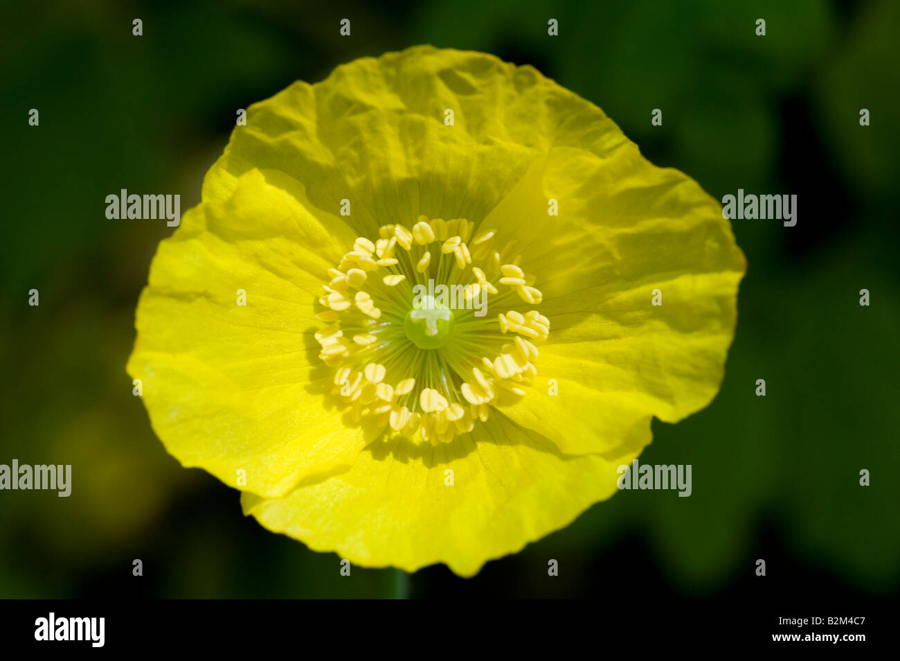 Welsh Poppy Meconopsis cambrica flower Stock Photo - Alamy